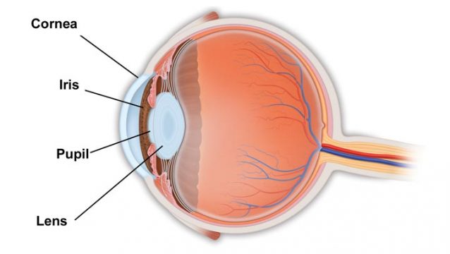 Benign Prostatic Hypertophy (BPH) and Eye Surgery - South Bay Ophthalmology