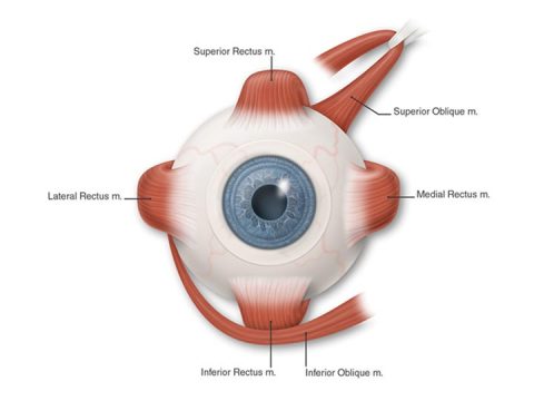 Basic Eye Anatomy - South Bay Ophthalmology