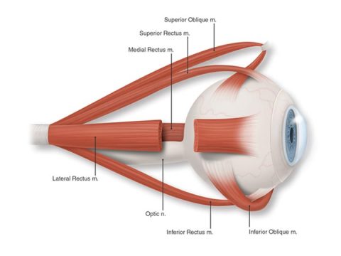 Basic Eye Anatomy - South Bay Ophthalmology