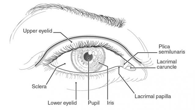 Basic Eye Anatomy - South Bay Ophthalmology